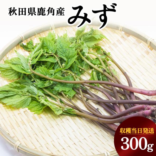 【発売日：2026年06月01日】●出荷時期：6月上旬頃から出荷予定天候の影響により出荷時期が前後する場合がございます。●生鮮品のため、配送指定日はお受けできません。配送時間帯指定及び大まかなお受け取り希望のみお受けいたします。配送希望の場...