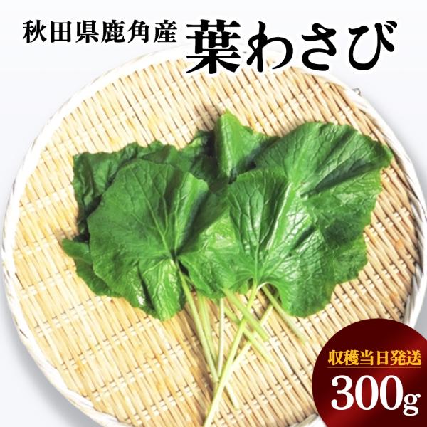 【発売日：2026年05月01日】●出荷時期：5月上旬頃から出荷予定天候の影響により出荷時期が前後する場合がございます。●生鮮品のため、配送指定日はお受けできません。配送時間帯指定及び大まかなお受け取り希望のみお受けいたします。配送希望の場...