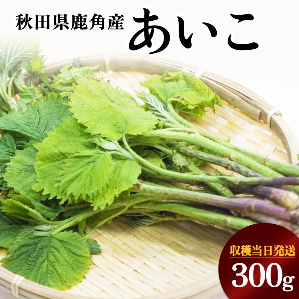 【発売日：2026年05月01日】●出荷時期：5月上旬頃から出荷予定天候の影響により出荷時期が前後する場合がございます。●生鮮品のため、配送指定日はお受けできません。配送時間帯指定及び大まかなお受け取り希望のみお受けいたします。配送希望の場...