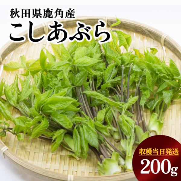 【発売日：2026年05月01日】●出荷時期：5月上旬頃から出荷予定天候の影響により出荷時期が前後する場合がございます。●生鮮品のため、配送指定日はお受けできません。配送時間帯指定及び大まかなお受け取り希望のみお受けいたします。配送希望の場...