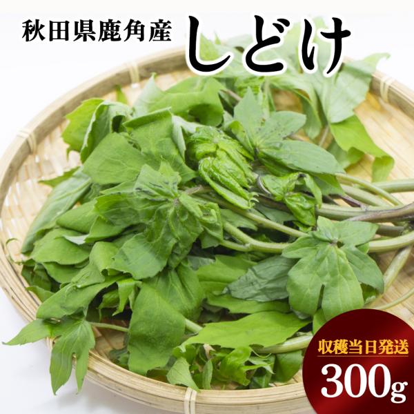 【発売日：2026年05月01日】●出荷時期：5月上旬頃から出荷予定天候の影響により出荷時期が前後する場合がございます。●生鮮品のため、配送指定日はお受けできません。配送時間帯指定及び大まかなお受け取り希望のみお受けいたします。配送希望の場...