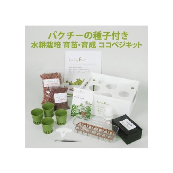 大人気のパクチーが水耕栽培で種から育てられます