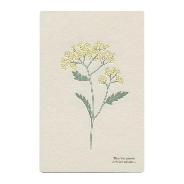 活版印刷で仕上げた四季折々の花のポストカードです。ボタニカルアートの繊細なタッチが生かされるようカードの四隅を丸く落として優しい印象に仕上げています。少し小さめのカードですが通常のハガキ料金で郵送できます。: 600000021755: