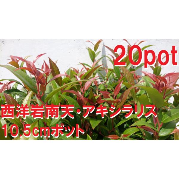 10.5cmpot×20ポットです。近年利用されることが増えてきた樹種です。ヨーロッパでは人気があり洋風のお庭によく似合いそうです。常緑樹で成長はやや遅めです。鉢底より30ｃｍ前後の物をお届けします。※植物には個体差がございますので性質等を...