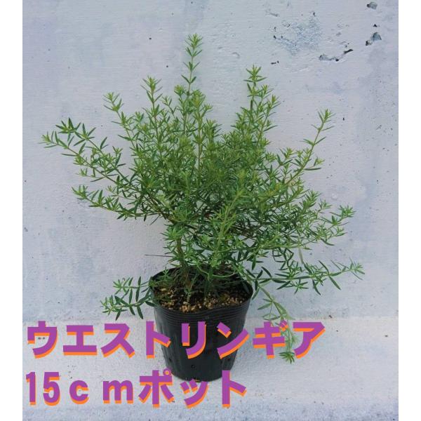 15ｃｍｐｏｔ×1ポットです。鉢底より40〜50ｃｍ前後の品物をお届けします。ローズマリーに似ていますが葉っぱには香りがありません。刈り込みにも耐え海外では生垣に利用する事もあります。病害虫がほとんどなく育てやすい植物です。日当たりが大好き...