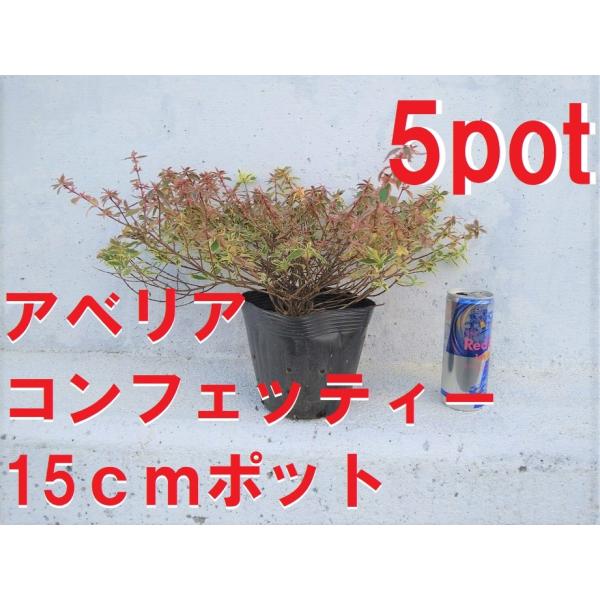 15cmpot×5ポットです。色鮮やかなカラーリーフは扱いやすく、寒くなると葉色が少し変色し、それもまた美しく、さまざまなお庭に合わせやすいです。写真は春の新芽時に撮影したものです。※植物には個体差がございますので性質等をご理解の上ご利用ください
