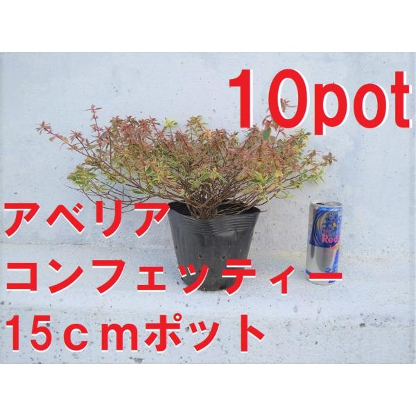 15cmpot×10ポットです。色鮮やかなカラーリーフは扱いやすく、寒くなると葉色が少し変色し、それもまた美しく、さまざまなお庭に合わせやすいです。写真は春の新芽時に撮影したものです。※植物には個体差がございますので性質等をご理解の上ご利用...