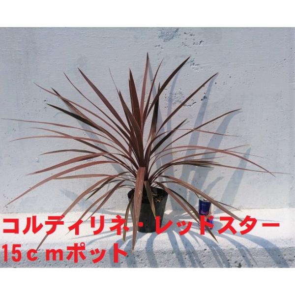 15cmpot×1ポットです。鉢底より50ｃｍ前後の物をお届けします。常緑樹で病害虫が少なく強健で育てやすい樹種です。鉢植えの場合は直根性のため深鉢をお勧めします。※植物には個体差がございますので性質等をご理解の上ご利用ください