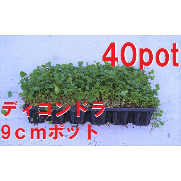 9cmpot×40ポットです。成長が早く除草対策にもなります。育てやすく地表を覆うように成長します。花も咲きますが目立たない小さな花です。主に葉っぱをお楽しみください。冬季には枯れたようになりますが、翌春には出芽します。※植物には個体差がご...