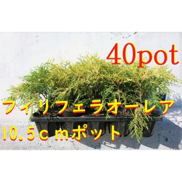 10.5ｃｍｐｏｔ×40ポットセットです。鉢底より30ｃｍ前後でお届けします。一年中葉っぱが黄色の常緑樹です。刈り込みにも耐え低く仕上げてもお楽しみいただけます。太陽にたっぷりとあたる日向が好きな植物です。※缶の高さ約11ｃｍです。※植物に...