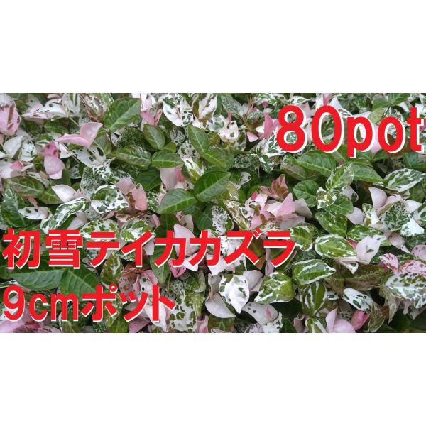 9ｃｍpot×80ポットのセットです。植物の中でも白い葉は珍しくさまざまな葉色を楽しめるこの品種は色々な用途で重宝しやすい植物です。※植物には個体差がございますので性質等をご理解の上ご利用ください