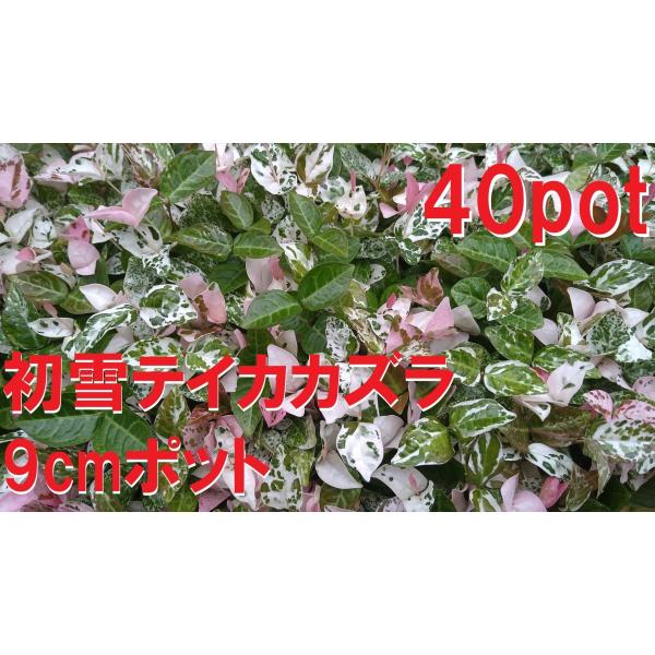 9ｃｍpot×40ポットのセットです。植物の中でも白い葉は珍しくさまざまな葉色を楽しめるこの品種は色々な用途で重宝しやすい植物です。※植物には個体差がございますので性質等をご理解の上ご利用ください