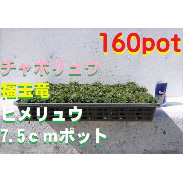 7.5cmpot×１60ポットセットです。玉竜（タマリュウ）の極小品種で育てやすく地表を覆うように成長します。玉竜とは一味違ったお庭を創りたい方おススメです。※植物には個体差がございますので性質等をご理解の上ご利用ください。