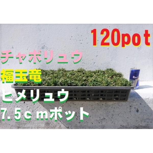 7.5cmpot×１２０ポットセットです。玉竜（タマリュウ）の極小品種で育てやすく地表を覆うように成長します。玉竜とは一味違ったお庭を創りたい方おススメです。※植物には個体差がございますので性質等をご理解の上ご利用ください。