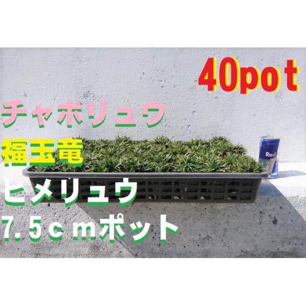 7.5cmpot×40ポットセットです。玉竜（タマリュウ）の極小品種で育てやすく地表を覆うように成長します。玉竜とは一味違ったお庭を創りたい方おススメです。※植物には個体差がございますので性質等をご理解の上ご利用ください。