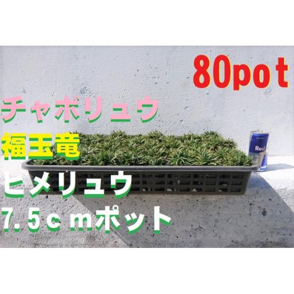 7.5cmpot×80ポットセットです。玉竜（タマリュウ）の極小品種で育てやすく地表を覆うように成長します。玉竜とは一味違ったお庭を創りたい方おススメです。※植物には個体差がございますので性質等をご理解の上ご利用ください。