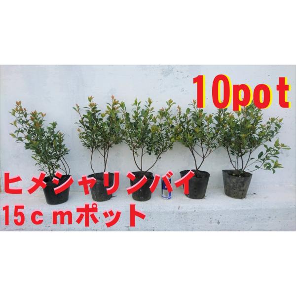 15cmpot×10ポットセットです。鉢底より高さ40ｃｍ前後の品物をお届けします。常緑低木でやや硬い葉っぱです。年中赤い葉っぱをお楽しみいただけ花は小ぶりですが淡いピンク色の花を咲かせます。※植物には個体差がございますので性質等をご理解の...