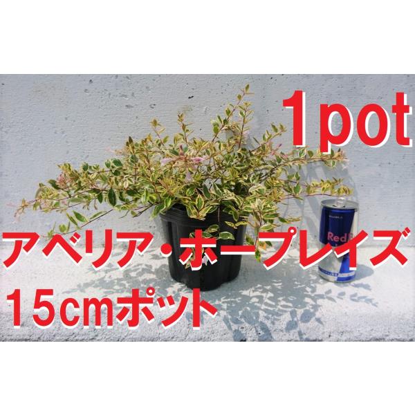 15cmpot×1ポットです。色鮮やかなカラーリーフは扱いやすく、寒くなると葉色が少し変色し、それもまた美しく、さまざまなお庭に合わせやすいです。※植物には個体差がございますので性質等をご理解の上ご利用ください※こちらの商品は種苗法によりラ...