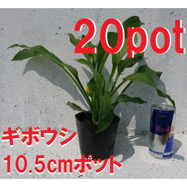 10.5cmpot×20ポットセットです。春の訪れとともに出芽し、春から夏の終わりごろまで緑葉をお楽しみいただけます。日陰地を好みますので北側や高木の下などに植栽してお楽しみください。●ご注意●お届けの時期により性質上、地上部の葉が傷んでい...