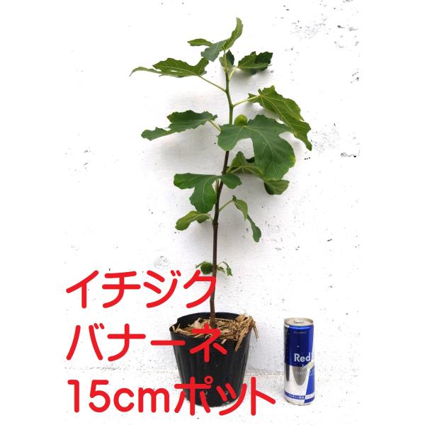 15ｃｍポット　１本です。鉢底より高さ40ｃｍ前後強健で育てやすく1本で実が生ります。極寒地では育たない場合がございますご了承ください。※落葉樹です。※植物には個体差がございますので性質等ご理解の上ご利用ください。