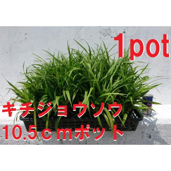10.5ｃｍpot×1ポットです。日向でも生育可能ですがやや日陰の場所が好きな植物です。淡い緑の葉に珍しいピンクのお花を咲かせてみてください。※植物には個体差がございますので性質等をご理解の上ご利用ください