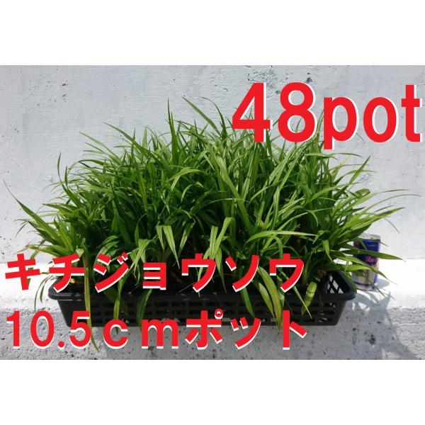 10.5ｃｍpot×48ポットセットです。日向でも生育可能ですがやや日陰の場所が好きな植物です。淡い緑の葉に珍しいピンクのお花を咲かせてみてください。※植物には個体差がございますので性質等をご理解の上ご利用ください
