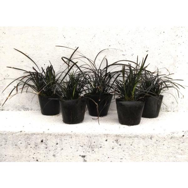 10.5cmpot×5ポットです。特徴的な黒葉: コクリュウは珍しい黒色の葉を持つ観葉植物で、独特な色彩が庭やインテリアのアクセントとなります。栽培環境: 日陰から半日陰まで適応し、室内外どちらでも育てやすい丈夫な植物です。サイズ: 10....