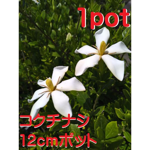 12ｃｍｐｏｔ×1ポットです。一重咲きの花は甘い香りが漂い周囲の目を引きます。直立に成長し刈込にも耐えますので列植にも適してます。常緑樹です。花後にオレンジの実が生ります。※缶の高さが約11ｃｍ位です※植物には個体差がございますので性質等を...