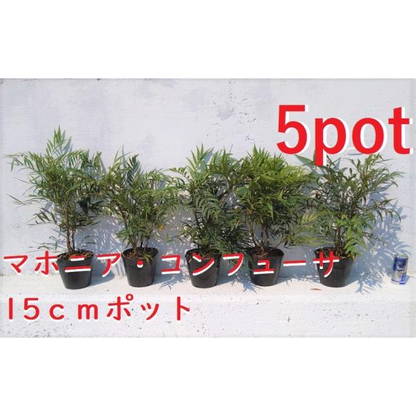 15ｃｍポット×５本セットです。鉢底より40ｃｍ前後の物をお届けします。ヒイラギナンテンに比べ葉が柔らかく触れても痛くないです。コバルトブルーの実と黄色いお花が特徴で比較的育てやすく直射日光の当たる場所も好む植物です。※実は春先に付けますが...