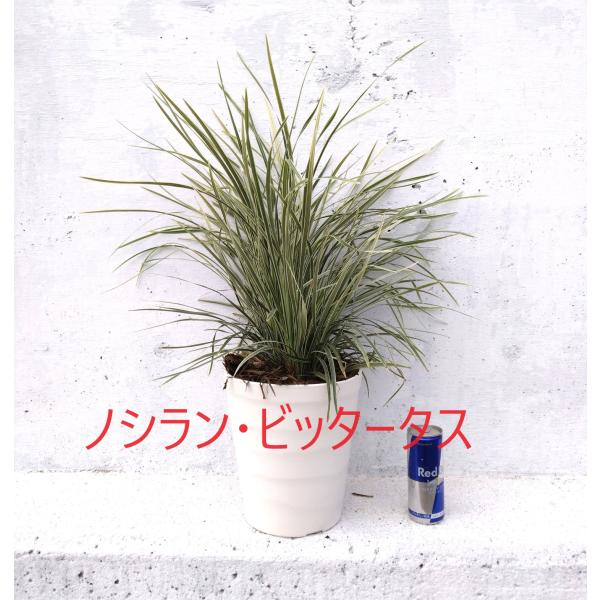 21cmpot×１ポットです。強健で育てやすく育てやすい植物です。寒冷地などでは葉傷みする場合がございますので室内に入れてお楽しみいただけます。涼しげな葉がゆらゆら〜日陰でも育ってくれます。※植物には個体差がございますので性質等をご理解の上...