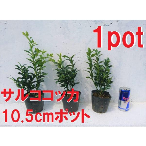 10.5cmpot×1ポットです。近年利用されることが増えてきた樹種です。光沢のある葉と美しい赤黒い実が特徴で扇状に成長します。お届けする苗は実が付いてない場合がございます。鉢底より30ｃｍ前後の物をお届けします。※缶の高さが約11ｃｍ位で...