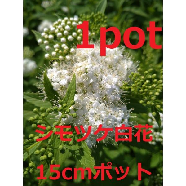 １５ｃｍポット×１本です。鉢底より40ｃｍ前後の物をお届けします。落葉樹で刈込に耐え、耐寒性もあり比較的育てやすい樹種です。※植物には個体差がございますので性質等をご理解の上ご利用ください