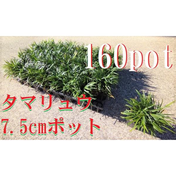 7.5ｃｍpot×160ポットのセットです。地表を覆うように成長します。和風、洋風のお庭にも合わせやすく病害虫に強く育てやすい樹種です。※植物には個体差がございますので性質等をご理解の上ご利用ください