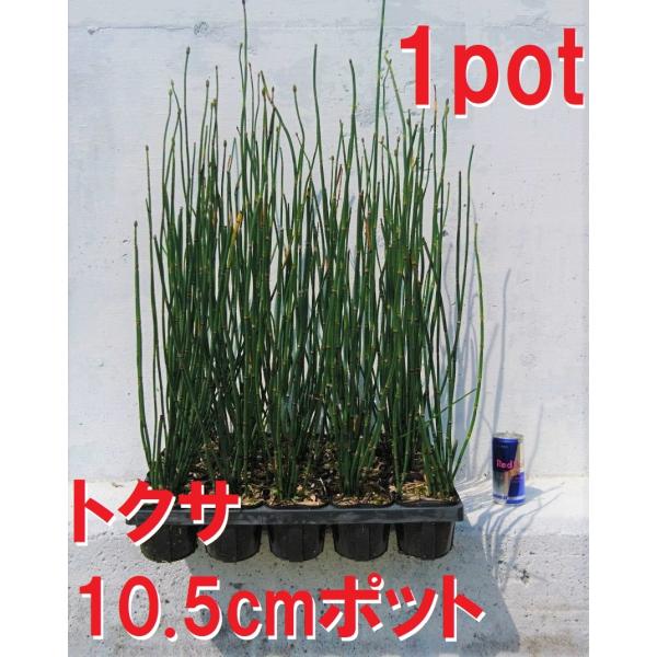 10.5ｃｍｐｏｔ×1ポットです。鉢底より30ｃｍ前後でお届けします。立数の多い物から選別し5本立ち以上の物をお届けします。強健で育てやすく地下茎で増えていきます。※缶の高さ約11ｃｍです。※植物には個体差がございますので性質等をご理解の上...