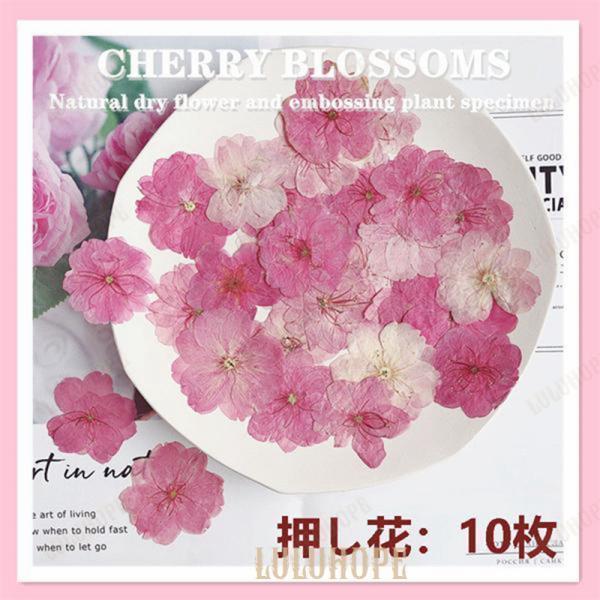 [ セット内容 ]押し花：10枚入り[ カラー ]ピンク（加工後色）/ローズ（天然原色）素材本物の押し花自然の草花を乾燥させ「押し花」に加工処理しました。フラワーアレンジメントやウェルカムボード、ハーバリウム、アクセサリー素材としても。＊自...