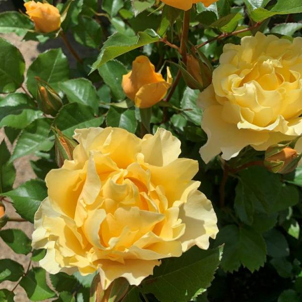 フリルがかった花弁が高芯に咲く珍しい姿花径約6ｃｍの小ぶりな花ながら、フリルがかった花弁がバラらしい高芯に咲く姿がユニークでかわいらしい品種です。光や炎を感じる濃黄色の花は、咲き進むにつれて次第に淡くなり、やがて白っぽいクリーム色へと変化し...