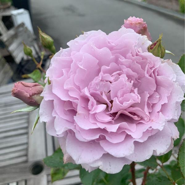 ライラックラベンダー色から淡いシルバーになる大人かわいい 色合い。花びらは幾重にも織り込まれたレースのように繊細で、 ゆるやかに抱えるように咲きます。花つきがとても良く、見頃を 迎えたわわに咲きだすと、つい魅入ってしまいそうな美しさが あり...