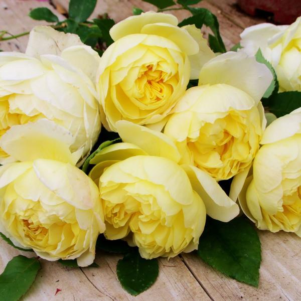 熟れたレモンを思わせるような、純黄色の爽やかなバラ。花はころんとしたカップ咲きになり、一枝に１輪〜３輪ほどの蕾をつけます。芳香があり、ダマスク・シトラス・ティなどがミックスされた香り。花つきがとてもよく、秋までよく咲きます。樹形は半直立性〜...