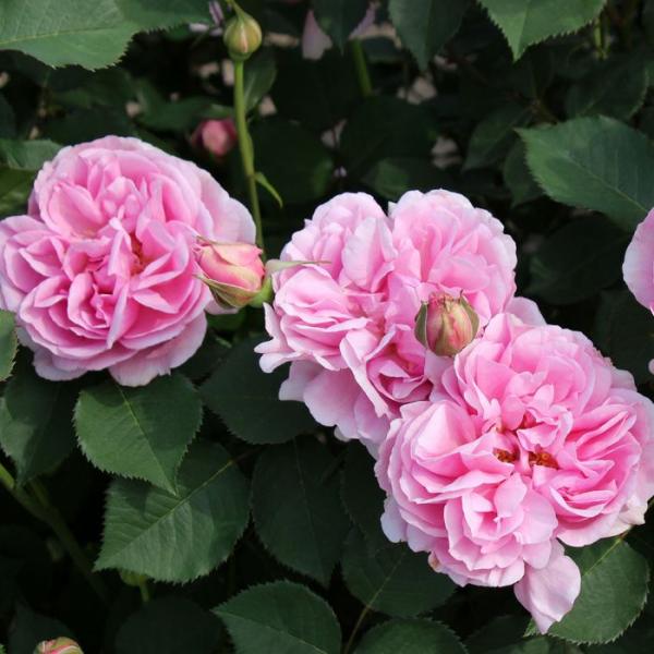 やさしいピンク、ゆるやかに波打つ花びらのクォーターロゼット咲き。強いダマスク系の香り。美しいだけでなく、ひとの表情やぬくもりを感じられるバラ。一年を通して次々と咲く中輪の房咲き。樹勢が良く、耐病性も良い、コンパクトな木立性で、地植え、鉢植え...