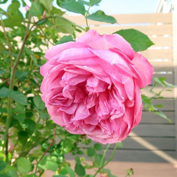 青みがかったピンクの中大輪。’フィネス’の末妹で、フィネスより穏やかで優しい香り。春の花色は三姉妹で最も淡く、藤色がかった淡いピンク。花弁の縁が頬を染めるように色濃くなります。フィネスに似て半横張りに育ちますが、散るまでカップ咲きを保つ点が...