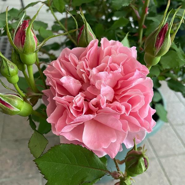 次々につぼみが上がって、非常によく咲く。波打つ花弁が整然とひしめくロゼット咲きの中輪が、一枝に5〜6輪つきます。コーラルオレンジで咲き始め、時間とともにコーラルピンクへと移ろいゆく、温かな色の変化にもご注目。樹形はコンパクトな横張タイプで、...