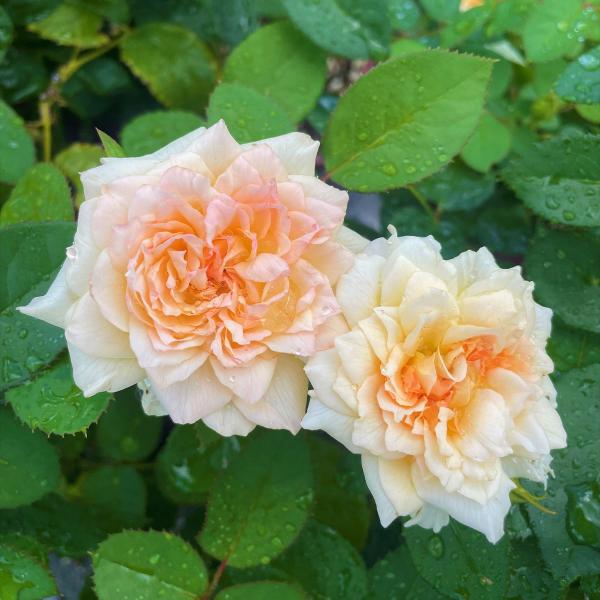 バラ [ 七夜月 ななよづき ] 秋苗 大苗 アプリコット 四季咲 京阪園芸 F&Gローズ セレクション バラ苗 薔薇 (2408) | 京阪園芸ヤフー店 | SitePromo