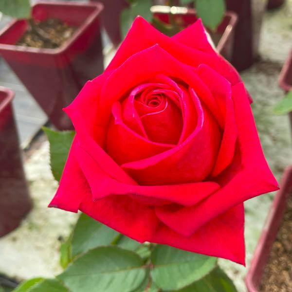 目の覚めるような赤色の花を咲かせる大輪種。往年の凛々しくも雄大なバラの美しい姿で咲き誇る。樹勢がよく、力強く生育し育てやすい。名前は、京阪園芸がある大阪枚方地方の「食べませんか」という方言よりつけられました。ローズソムリエ 小山内 健が育種...