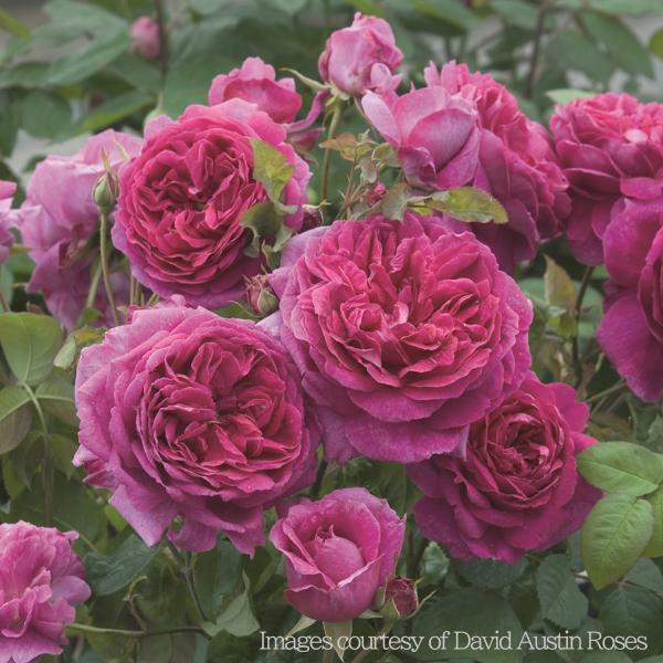 典型的なオールドローズの魅力を持った品種です。大輪のディープカップ咲きで、開き切っても花びらはきれいに整ったままです。深いマジェンタ（赤紫）、ピンク、レッドの混ざったような、イングリッシュローズには今までなかった色です。花びらは外に向かって...