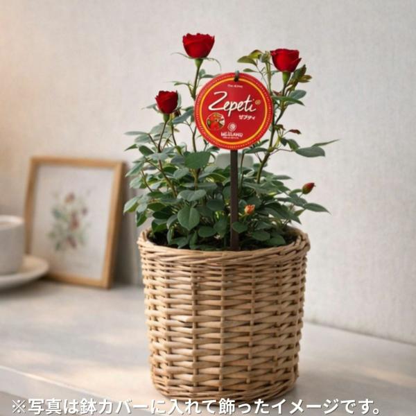 お母さんへ、感謝を込めて贈る母の日ギフトお部屋で楽しむ、新しいバラのかたち。インドアローズ「ゼプティ」ゼプティは、室内でも育てやすいように生まれたバラ。日当たりが限られるお部屋でも楽しめて、病気に強くお世話もシンプルです。コンパクトなサイズ...