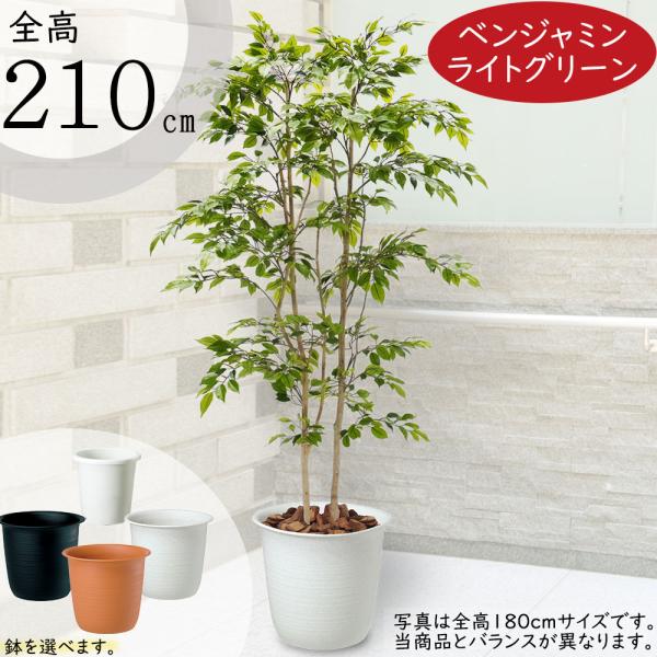 (配送制限について)大型商品のため、法人、団体、学校、店舗様への配達専用となります。フィカス ベンジャミン ベンジャミナ フェイクグリーン インテリアグリーン 人工観葉植物 造花 樹木 インテリア オブジェ 人気 おすすめ リアル おしゃれ...