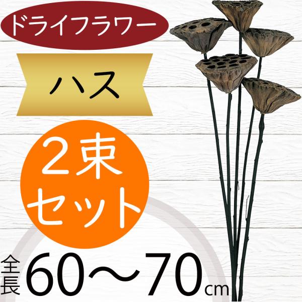 ハス 枝物 ドライフラワー ドライ素材 ドライ 天然素材 自然素材 おしゃれ 人気 おすすめ 枝もの 枝 ブランチ吊るす、束ねる、重ねる、挿す、詰める、さまざまな使い方でアレンジの幅が広がるドライフラワーです。水やりが不要なドライフラワーは...