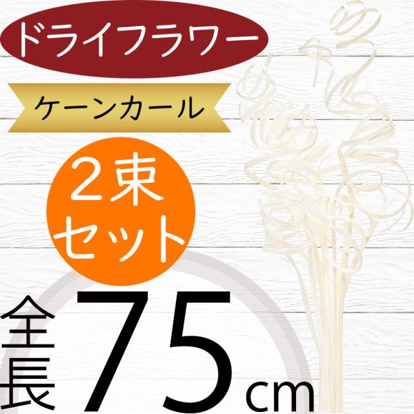 ケーンカール ドライフラワー ドライ素材 ドライ 天然素材 自然素材 おしゃれ 人気 おすすめ 枝物 枝もの 枝 ブランチ吊るす、束ねる、重ねる、挿す、さまざまな使い方でアレンジの幅が広がるドライフラワーです。水やりが不要なドライフラワーは...