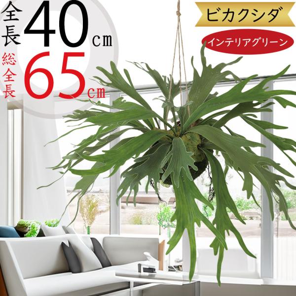 ビカクシダ コウモリラン スタッグホーン 苔玉 モスボール フェイクグリーン インテリアグリーン 人工観葉植物 造花 人工樹木 インテリア オブジェ 人気 リアル おしゃれ ハンギング2種類のユニークな葉をもつビカクシダのフェイクグリーンで...