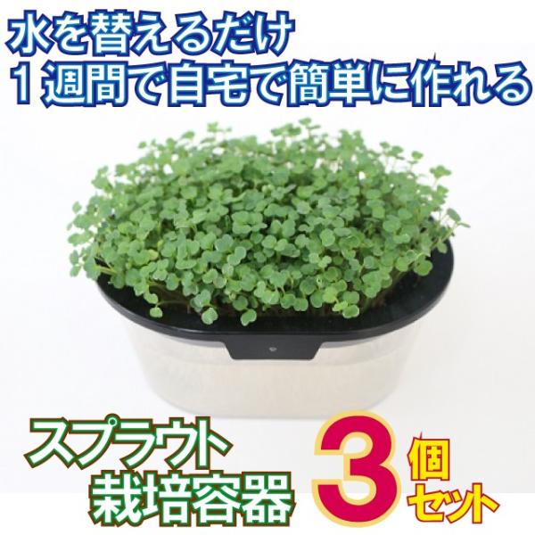 かいわれタイプ栽培容器欧米発！ジャーで育てる新食感スプラウト